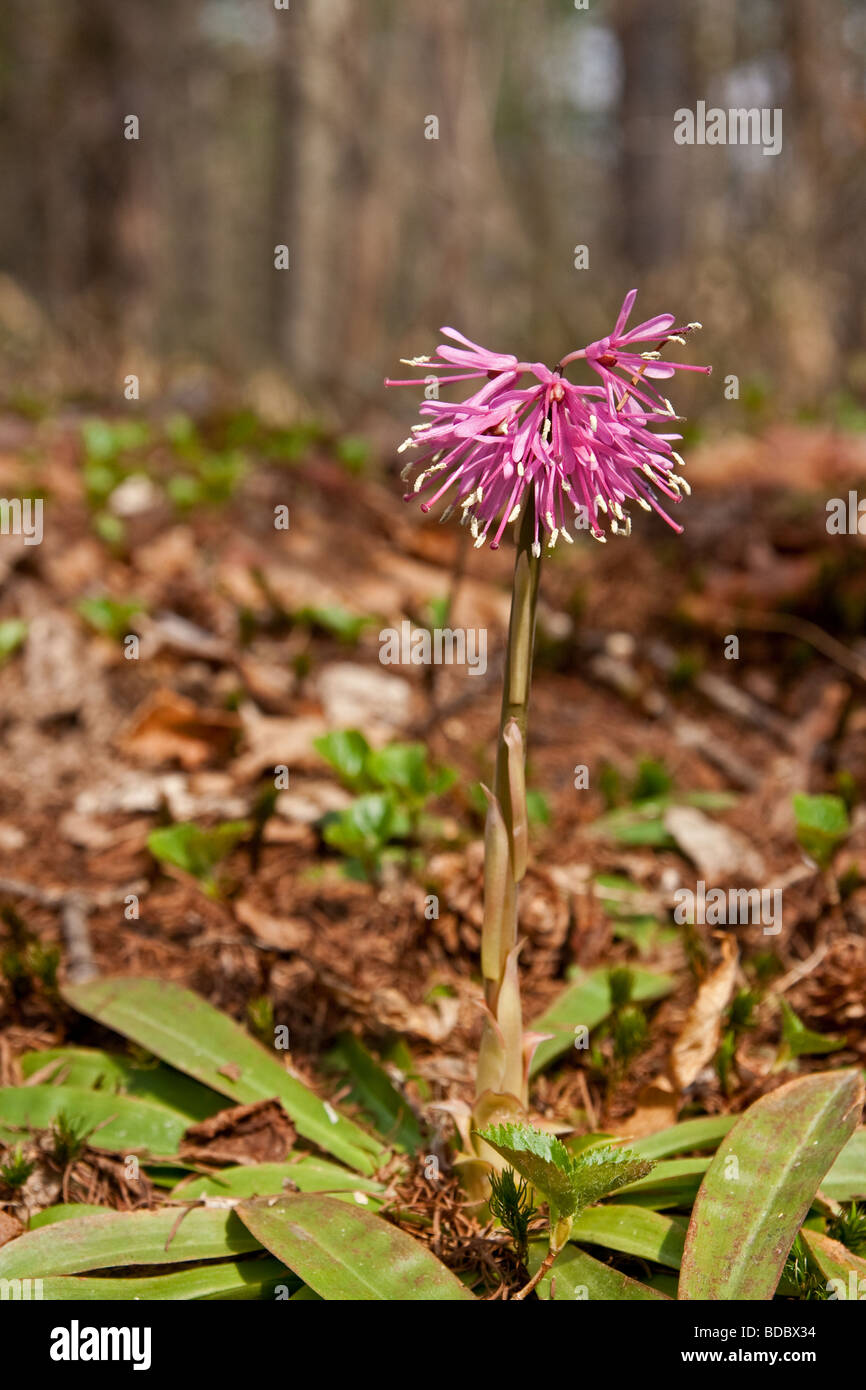 Heloniopsis orientalis (oriental swamp pink) growing wild in the ...