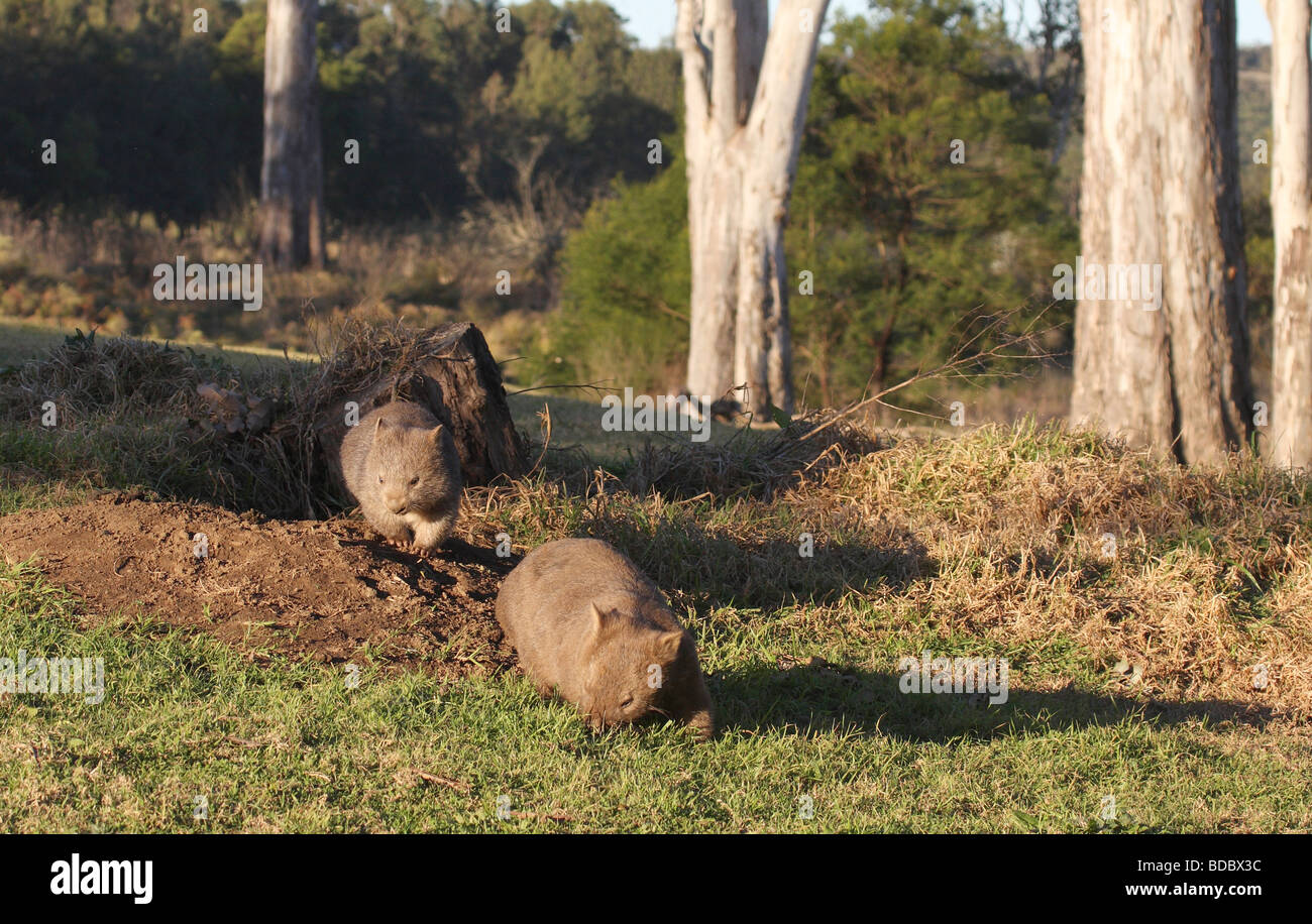 mother and juvenile wombat emerging from a burrow Stock Photo - Alamy