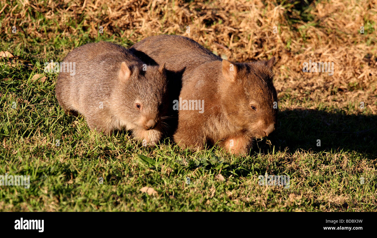 Young Wombat Stock Photos & Young Wombat Stock Images - Alamy