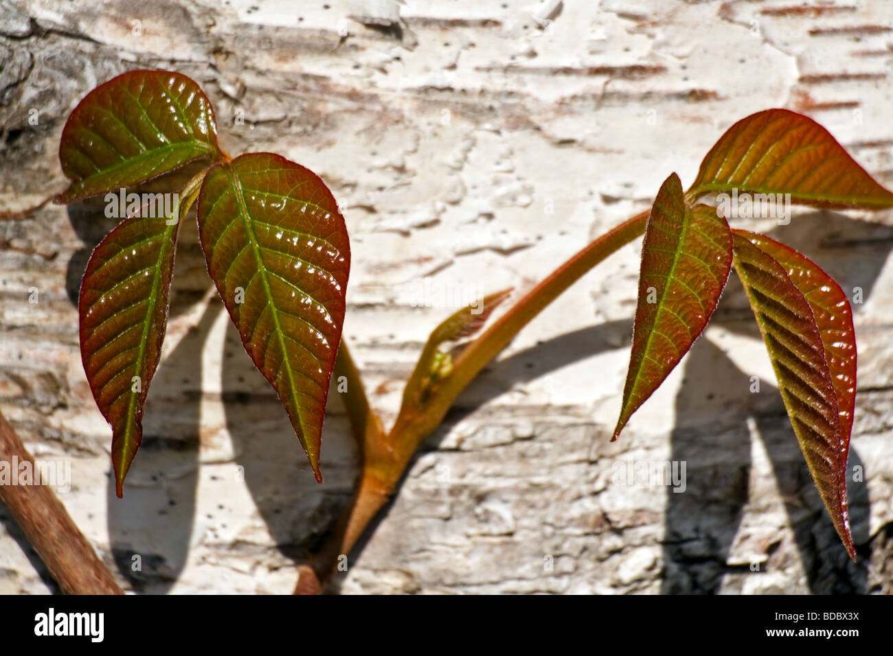 Poison Oak Plant Spring