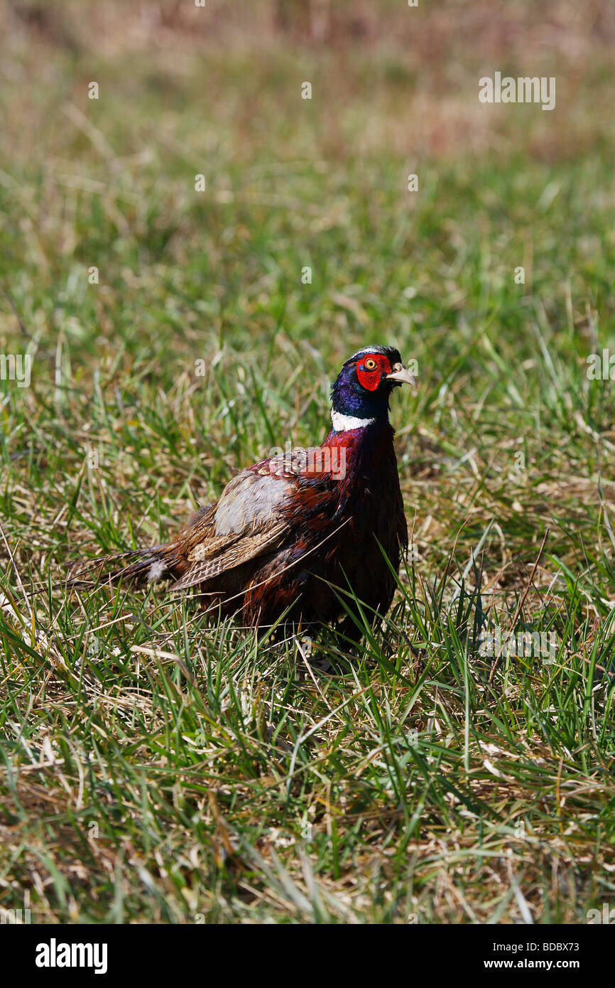 Pheasant in grassy field hi-res stock photography and images - Alamy