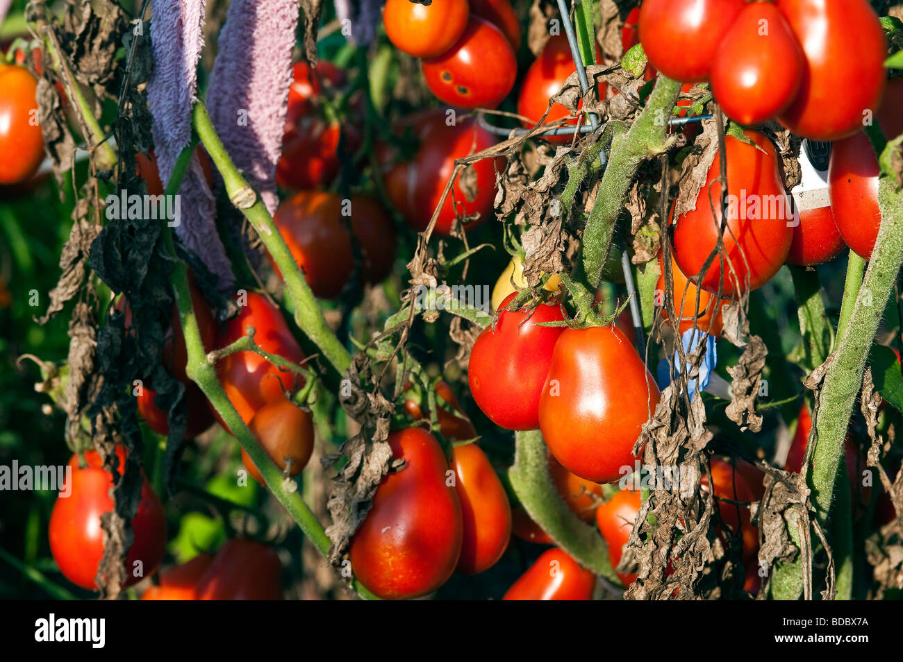 Ripe tomato plants in garden Stock Photo - Alamy