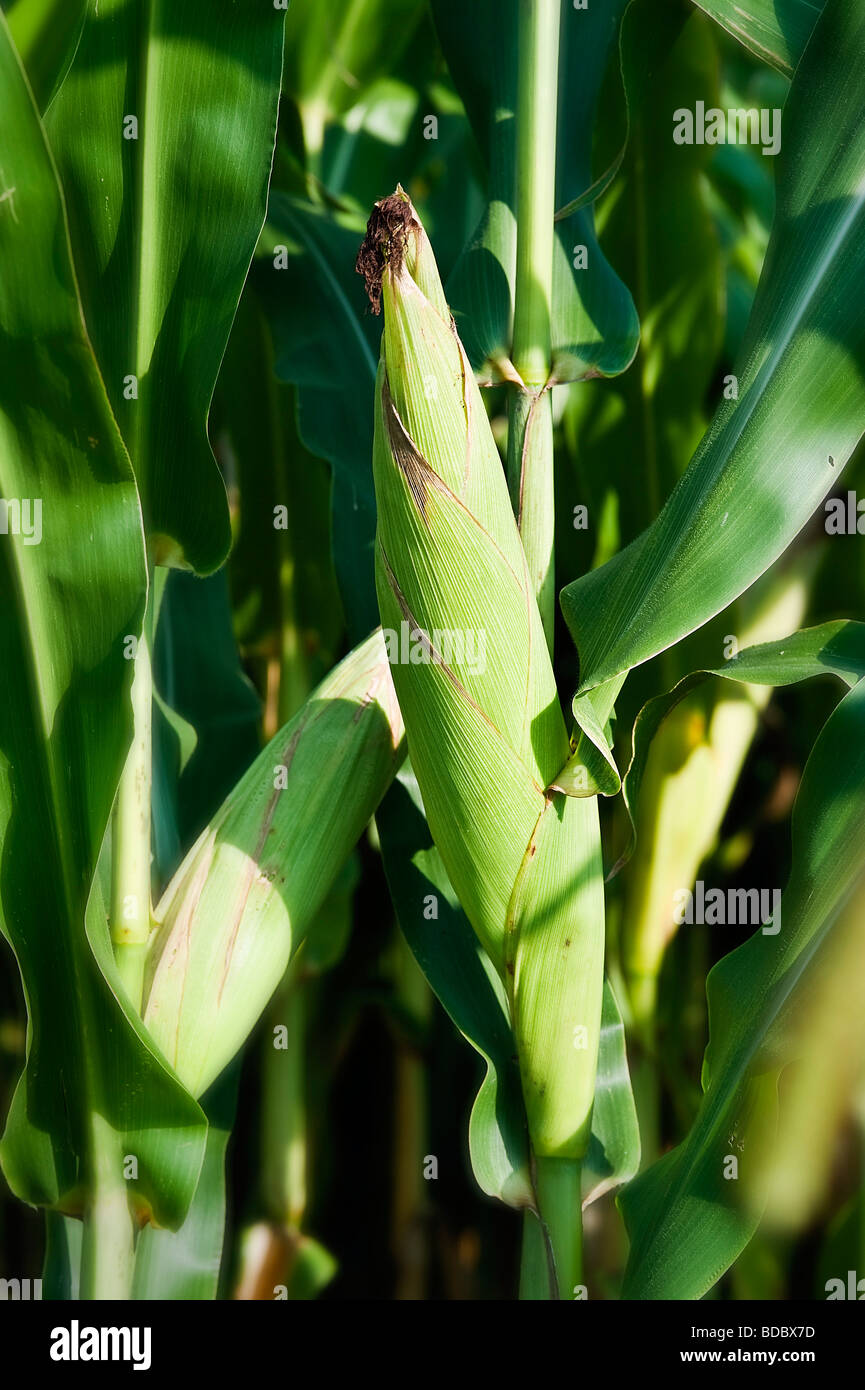Ear of corn ready to harvest Stock Photo - Alamy