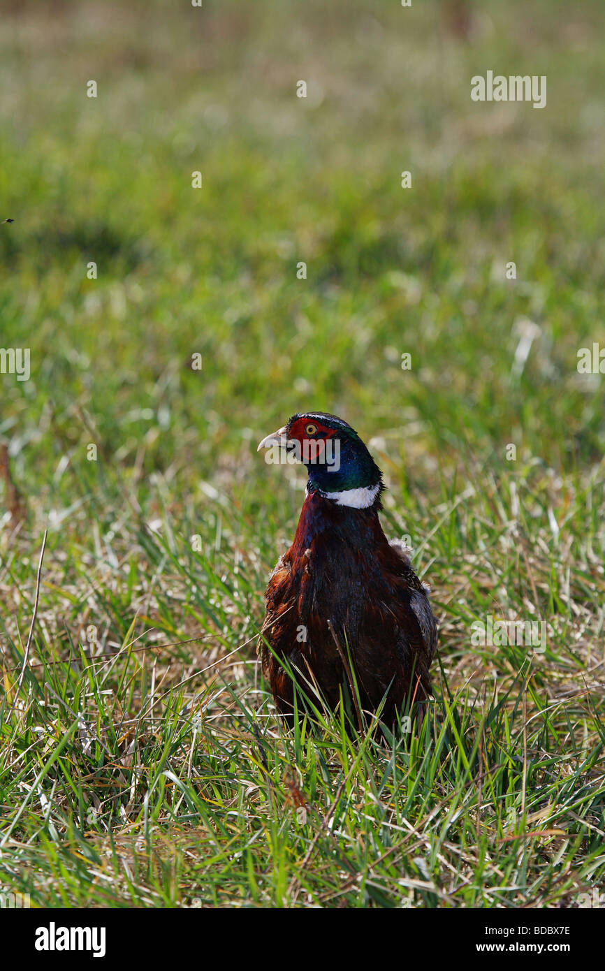 FULL LENGTH PORTRAIT VIEW ROOSTER RING NECKED PHEASANT STANDING IN ...