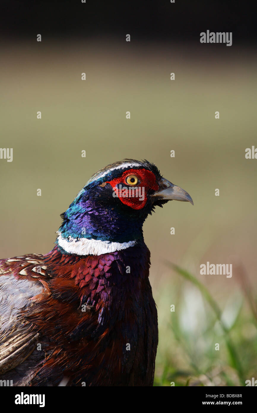 CLOSE UP PORTRAIT VIEW ROOSTER RING NECKED PHEASANT STANDING IN GRASSY ...