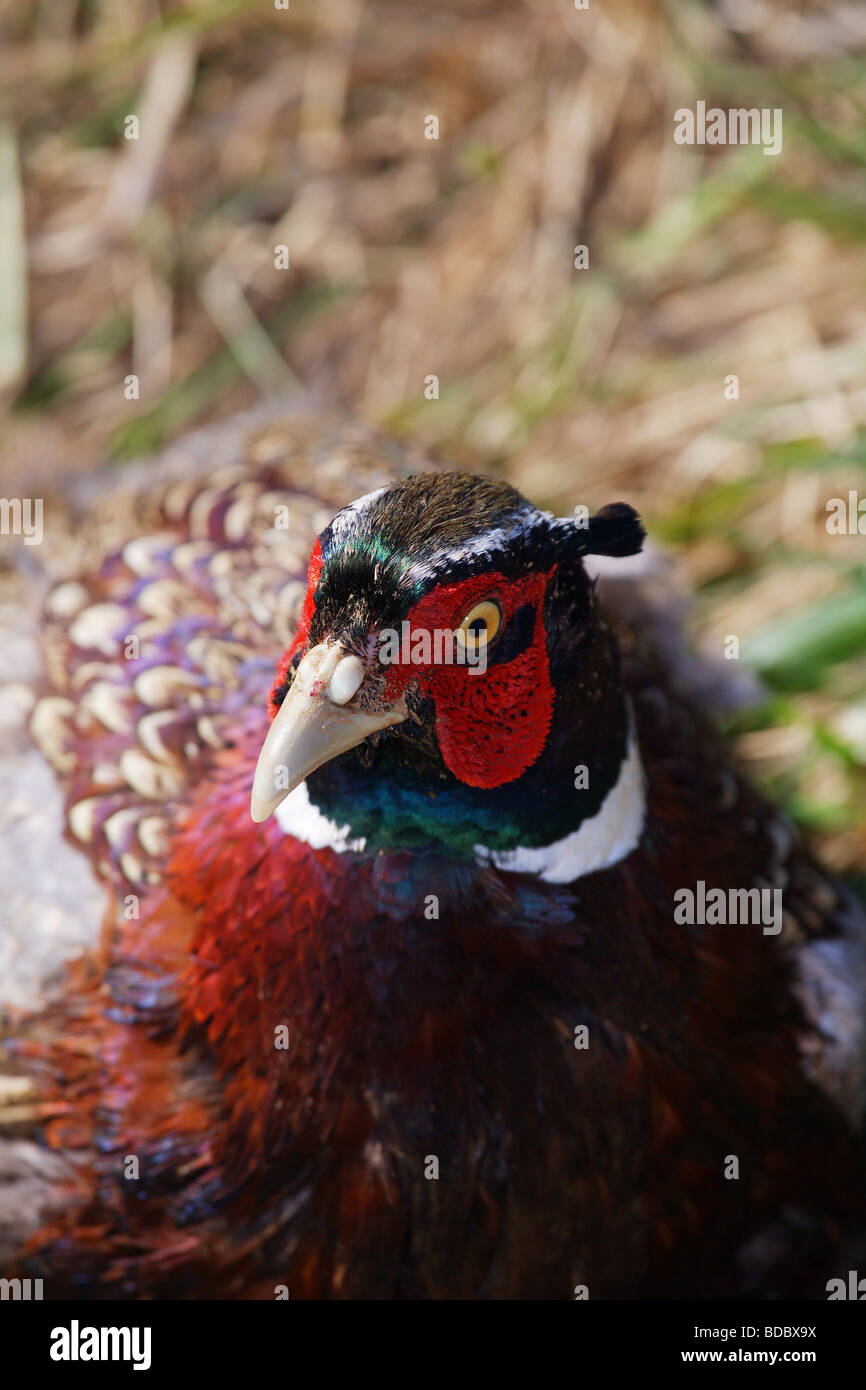 CLOSE UP PORTRAIT VIEW ROOSTER RING NECKED PHEASANT STANDING IN GRASSY ...