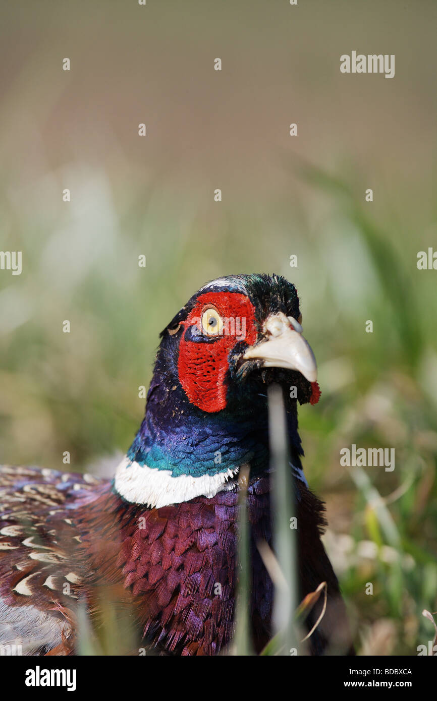 CLOSE UP PORTRAIT VIEW ROOSTER RING NECKED PHEASANT STANDING IN GRASSY ...