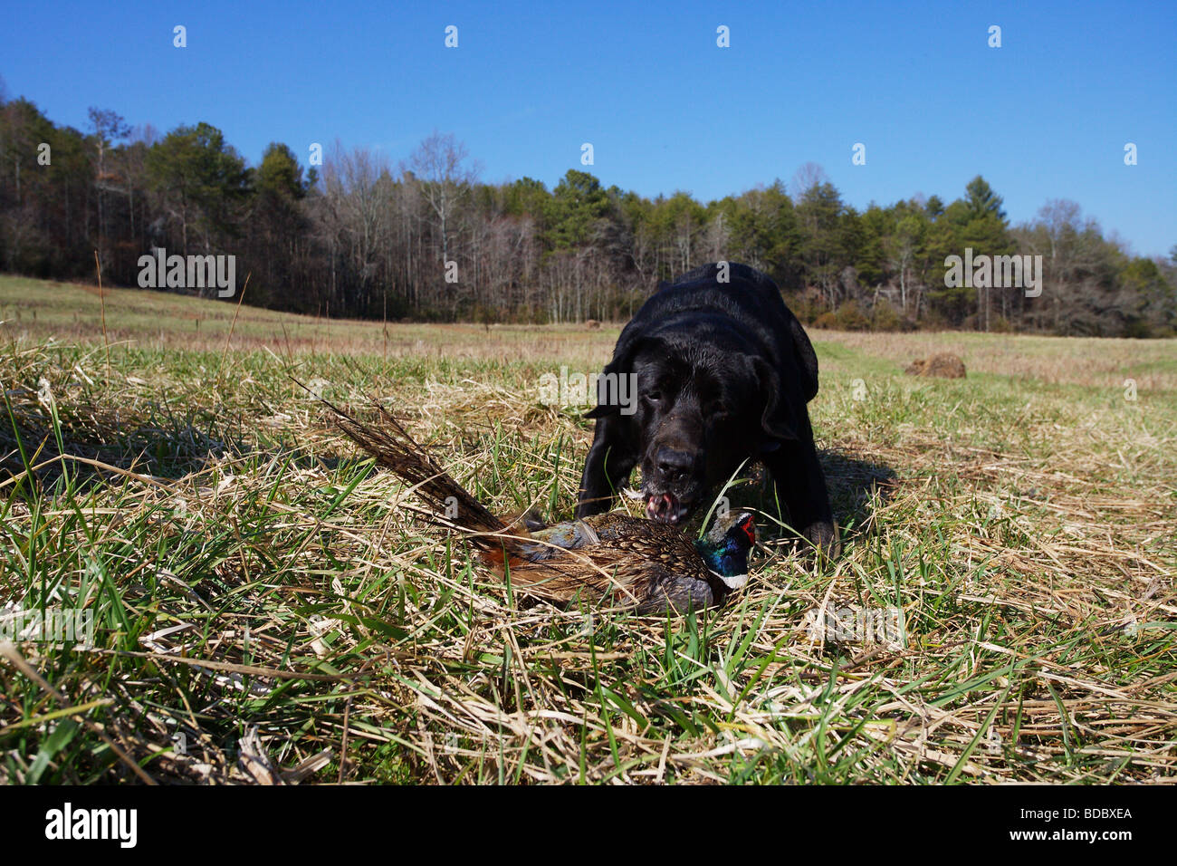 CLOSE UP ACTION BLACK LAB LABRADOR RETRIEVER GRABBING A PHEASANT FROM ...
