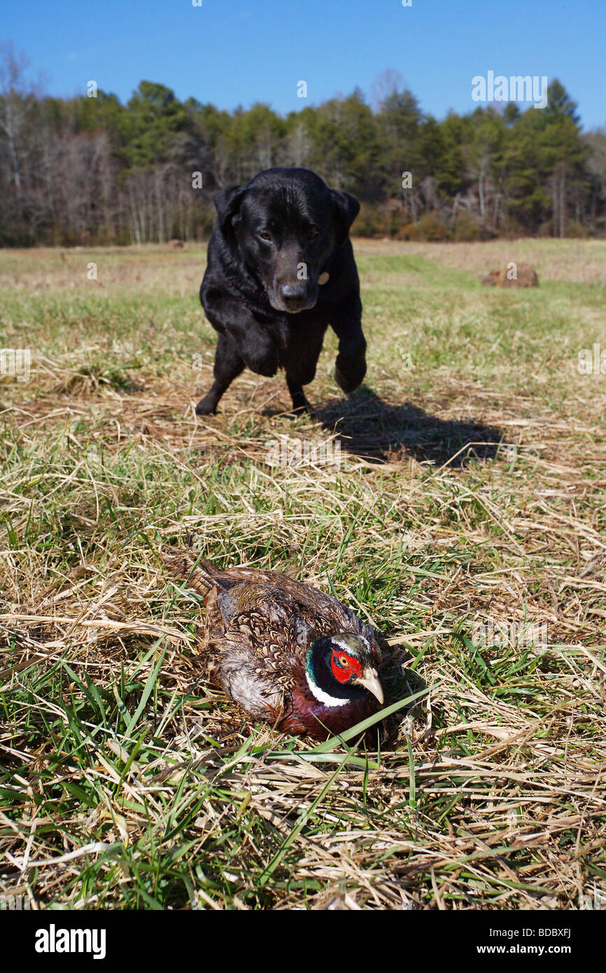 Black lab pheasant hi-res stock photography and images - Alamy