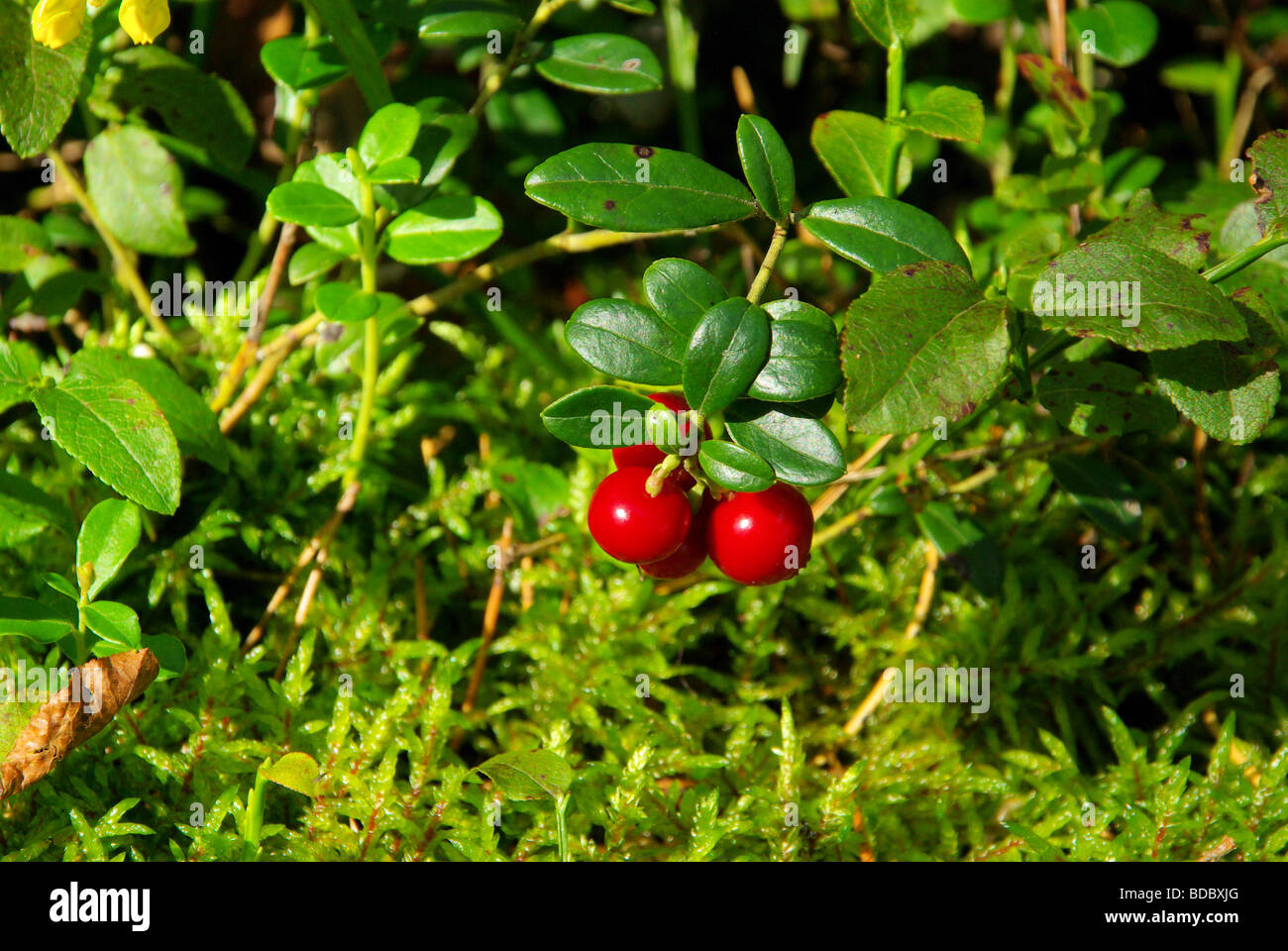 Lingon berry plant hi-res stock photography and images - Alamy