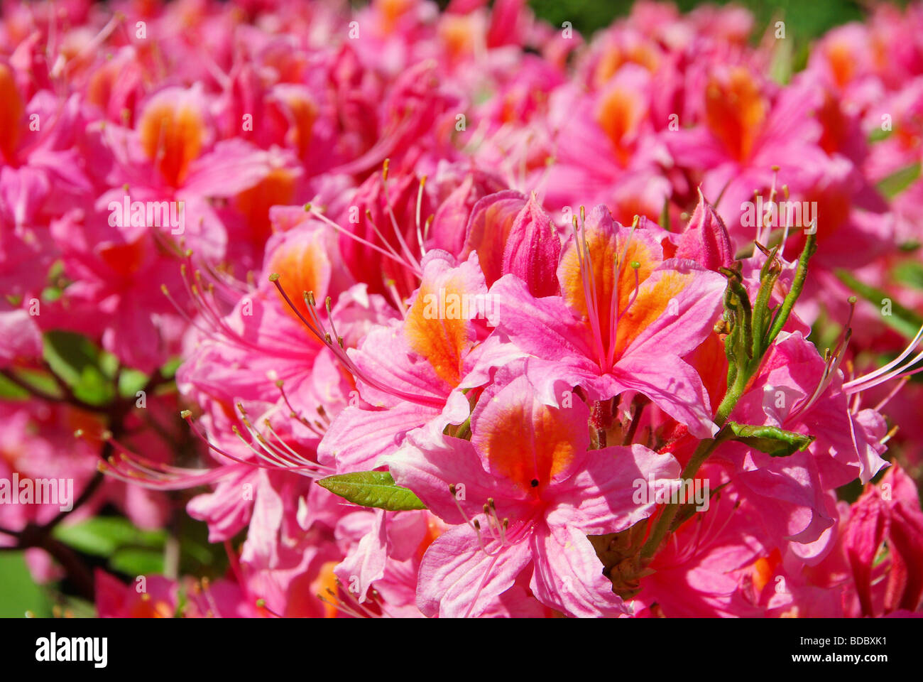 Azalee azalea 25 Stock Photo - Alamy