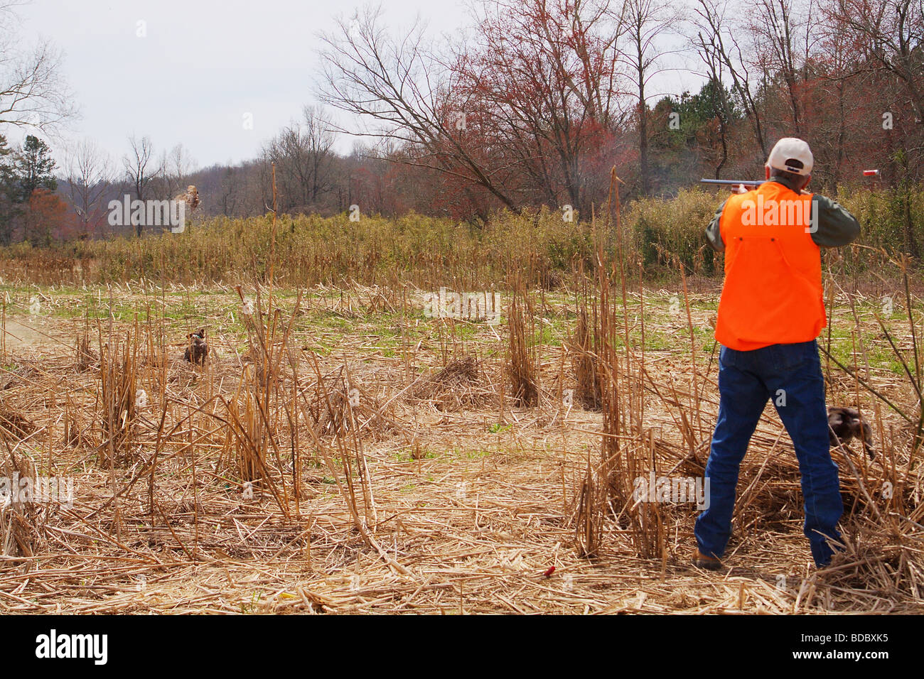 HUNTER BRINGING DOWN A RING NECKED PHEASANT SHELL EJECTING FROM GUN ...