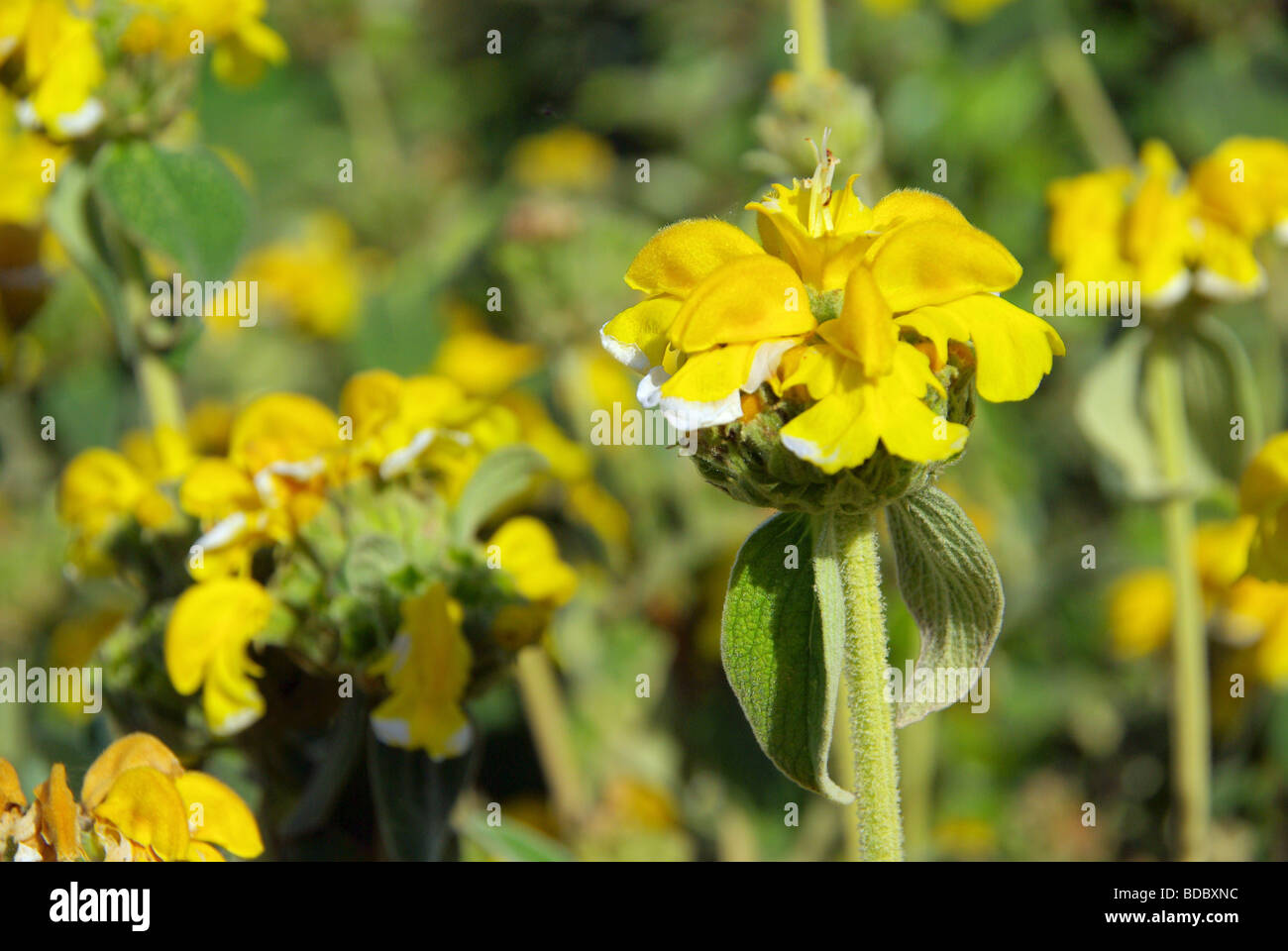 Salbei Green High Resolution Stock Photography and Images - Alamy