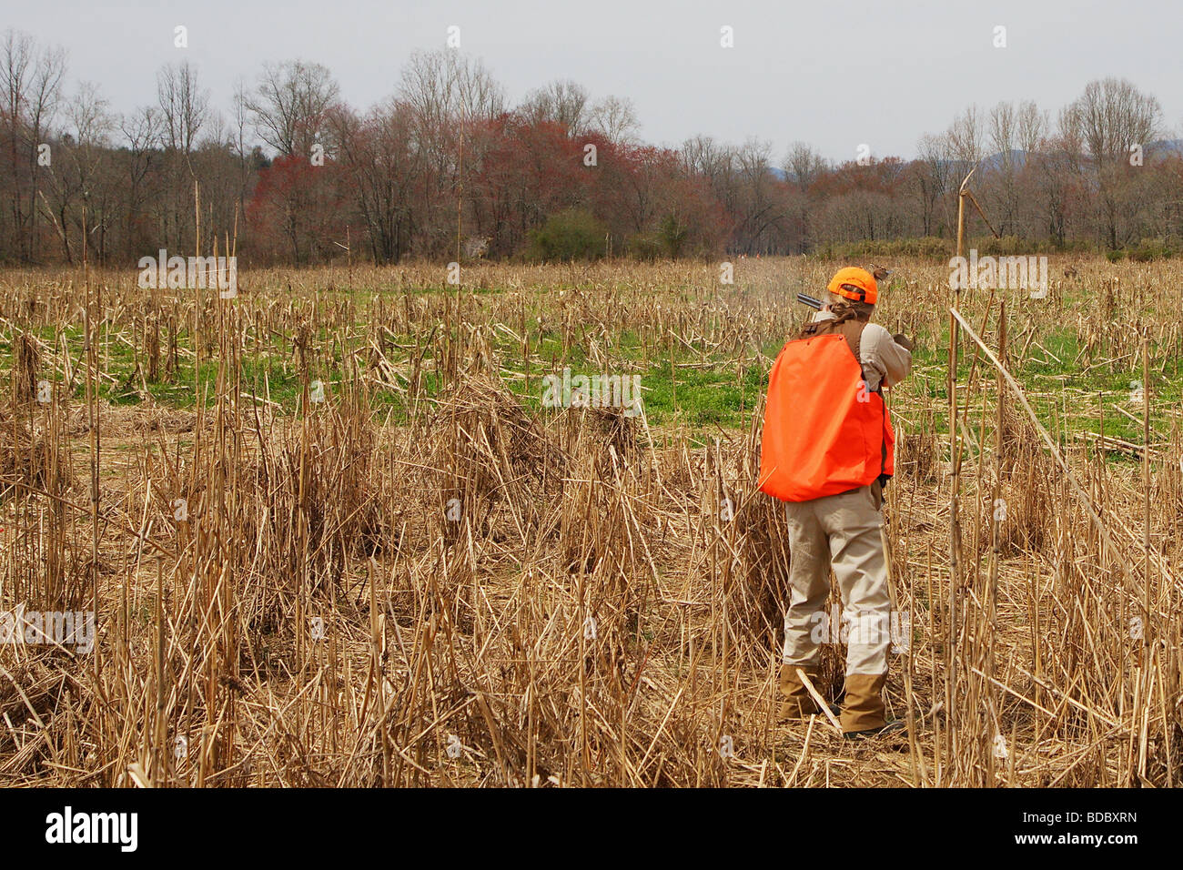 Dog flushing pheasant hi-res stock photography and images - Alamy