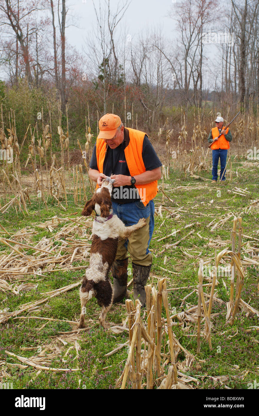 SPRING SPANIEL RETURNING QUAIL JUMPING UP ON HUNTNG GUIDES LAP HUNTER ...
