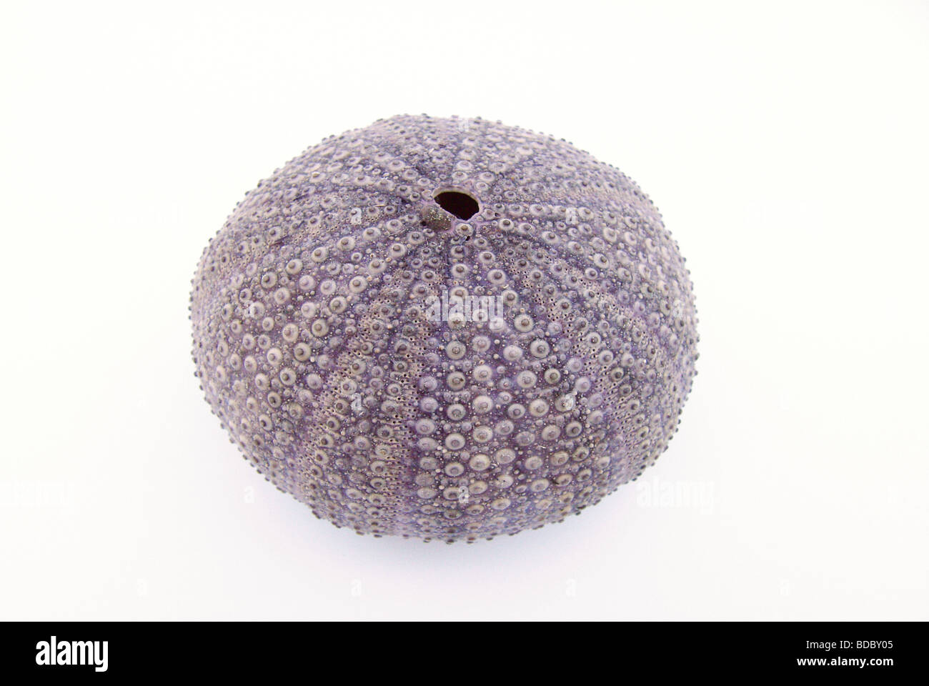 Seeigel skelett hi-res stock photography and images - Alamy