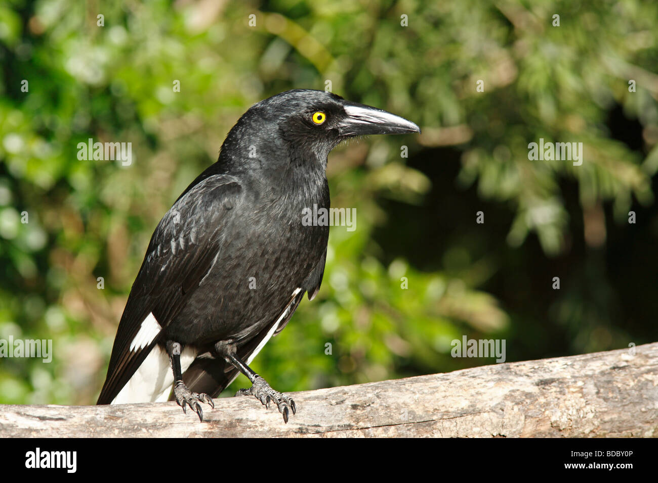 Australian Pied Currawong, Strepera graculina. These birds are are ...