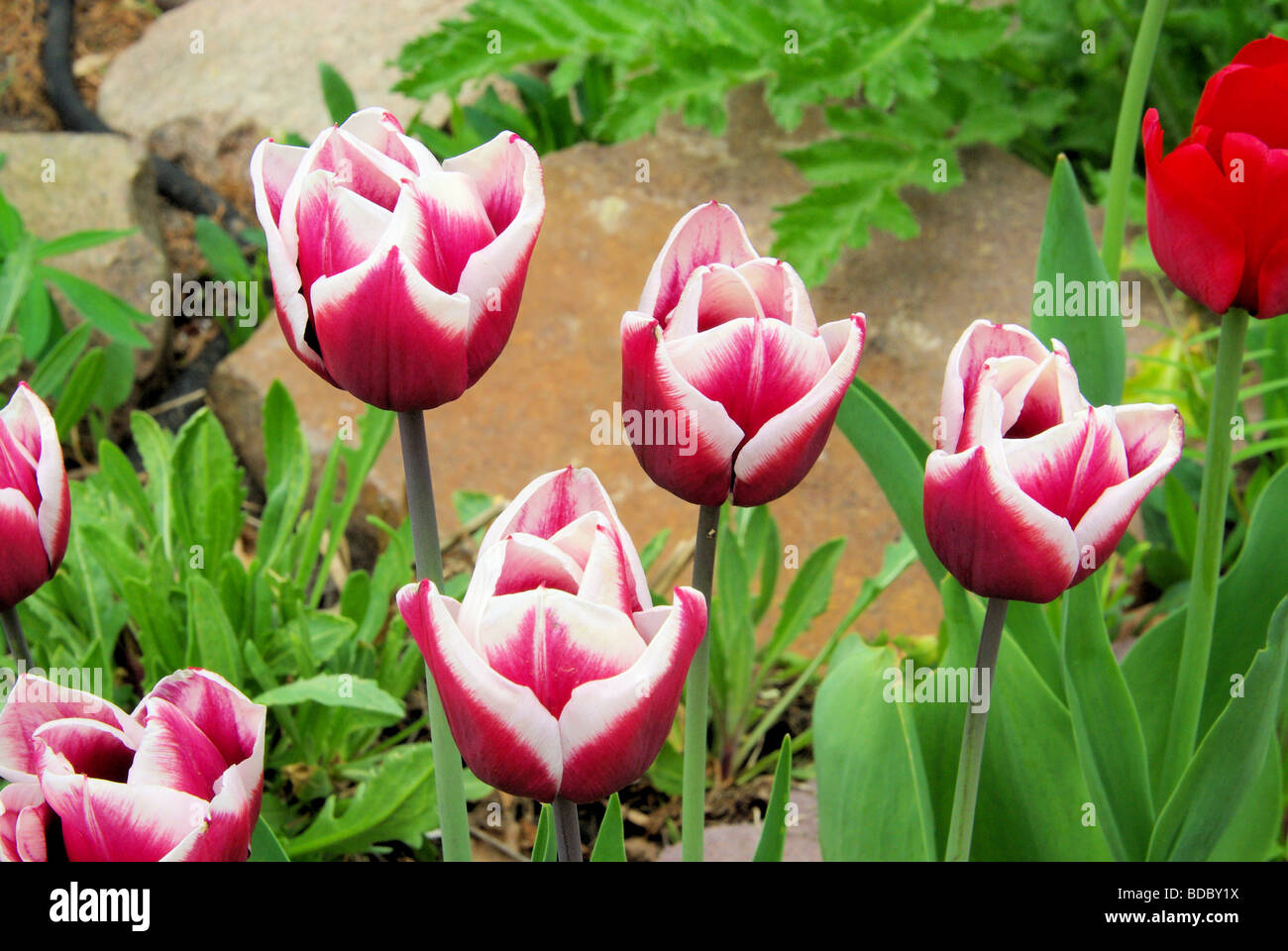Tulpe tulip 66 Stock Photo - Alamy