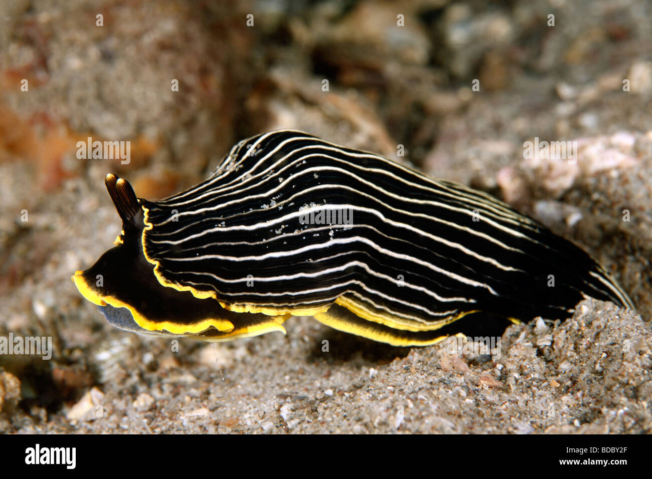 Nudibranch, Armina magna This animal is emerging from the sand where it ...
