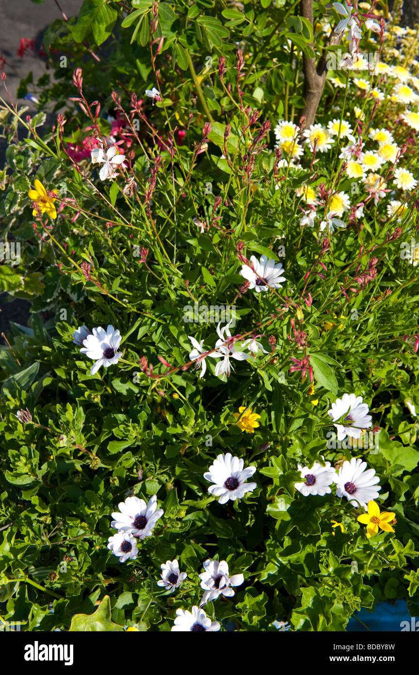 Normandie france flowers hi-res stock photography and images - Alamy