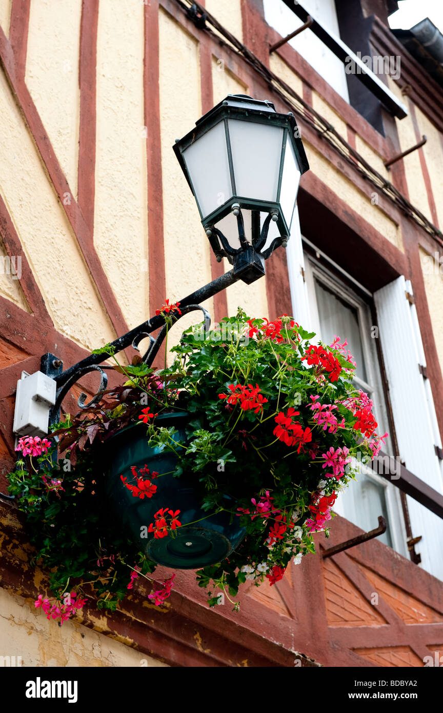 Pelargonium in basket hi-res stock photography and images - Alamy