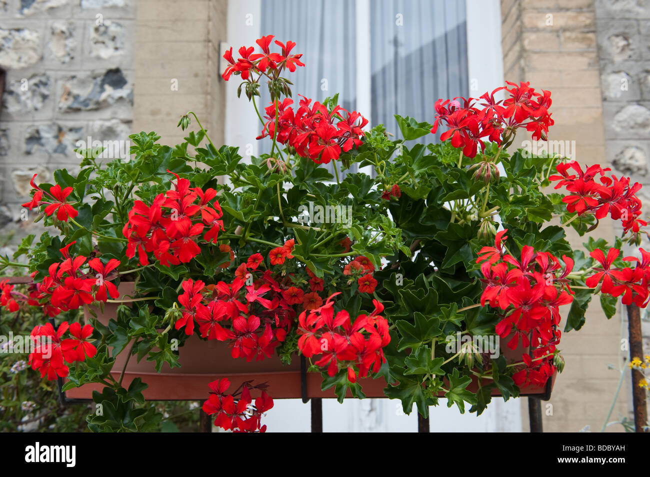 Red Geraniums Window Box