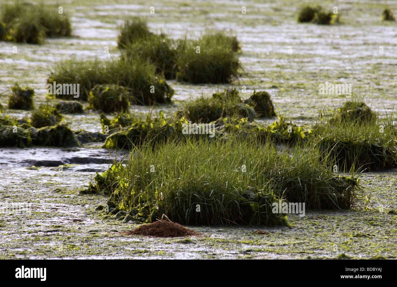 Estuary near Courtmacsherry southern shore, West Cork, Ireland Stock ...