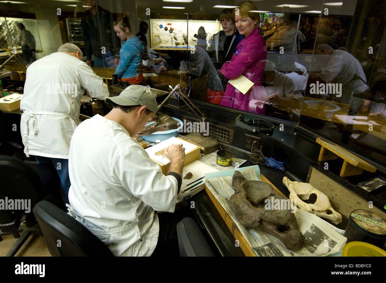 Scientists sift for Fossils Stock Photo - Alamy