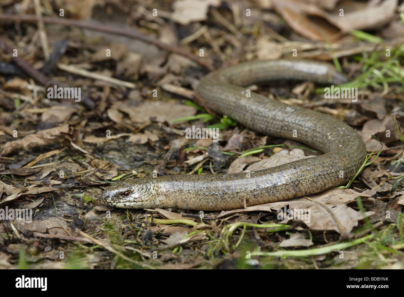 Blindschleiche blindworm (Anguis fragilis Stock Photo - Alamy
