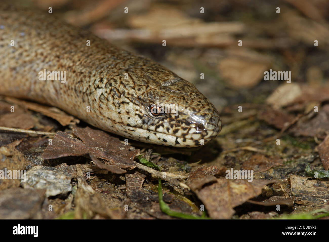 Blindschleiche blindworm (Anguis fragilis Stock Photo - Alamy