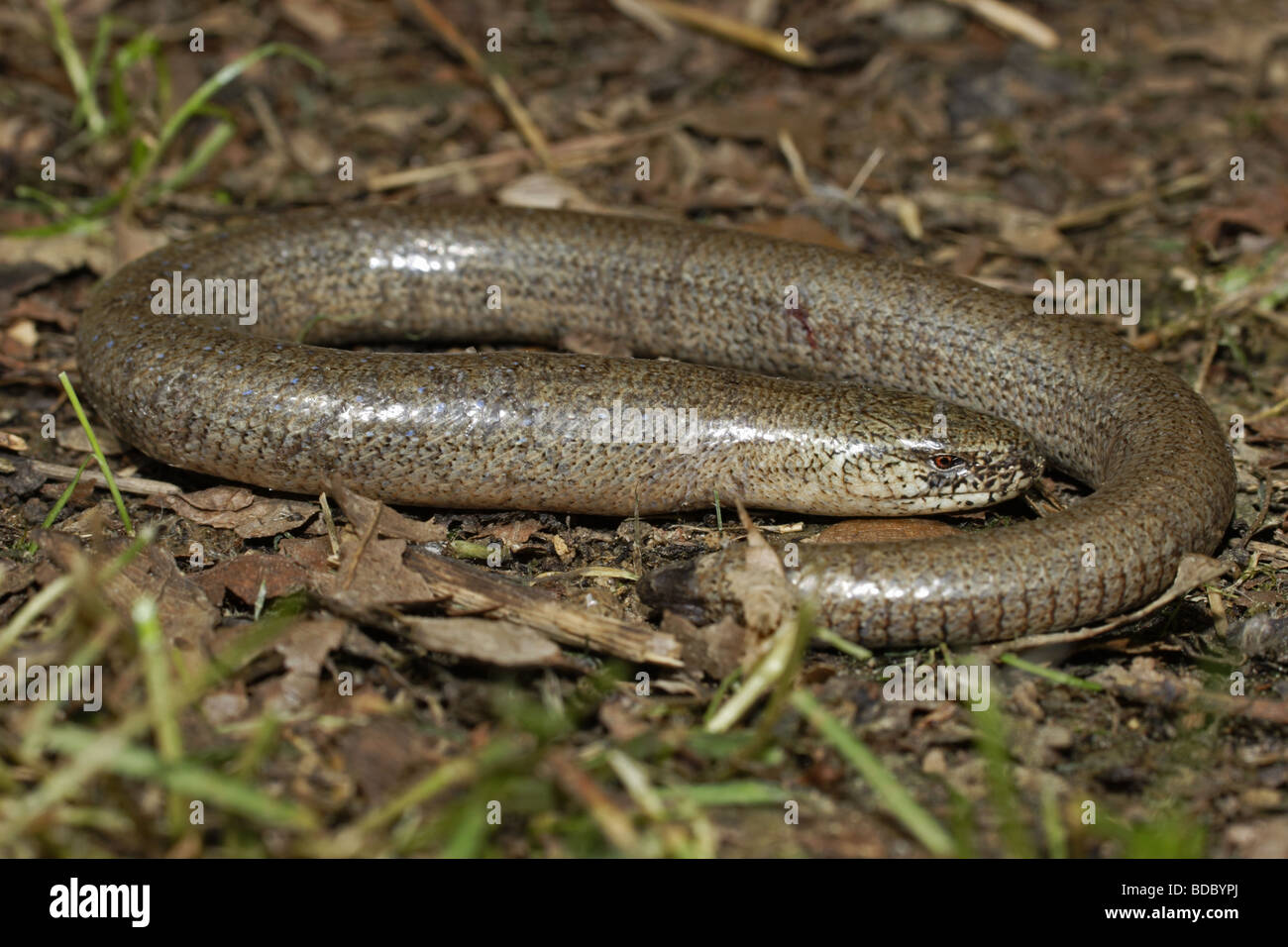 Blindschleiche blindworm (Anguis fragilis Stock Photo - Alamy