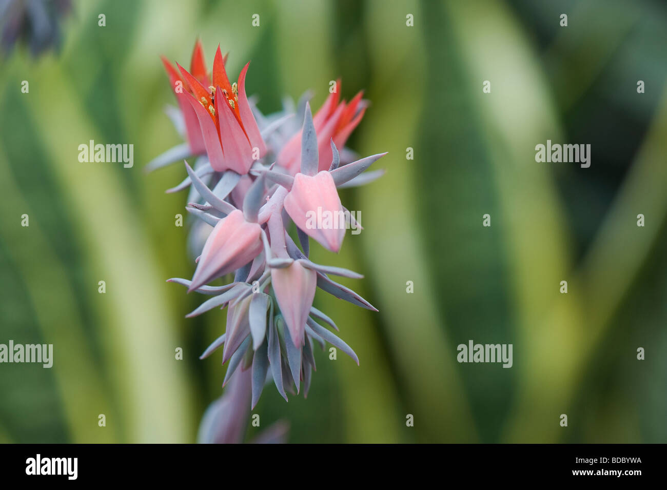 Echeveria 'curly locks' flower Stock Photo - Alamy