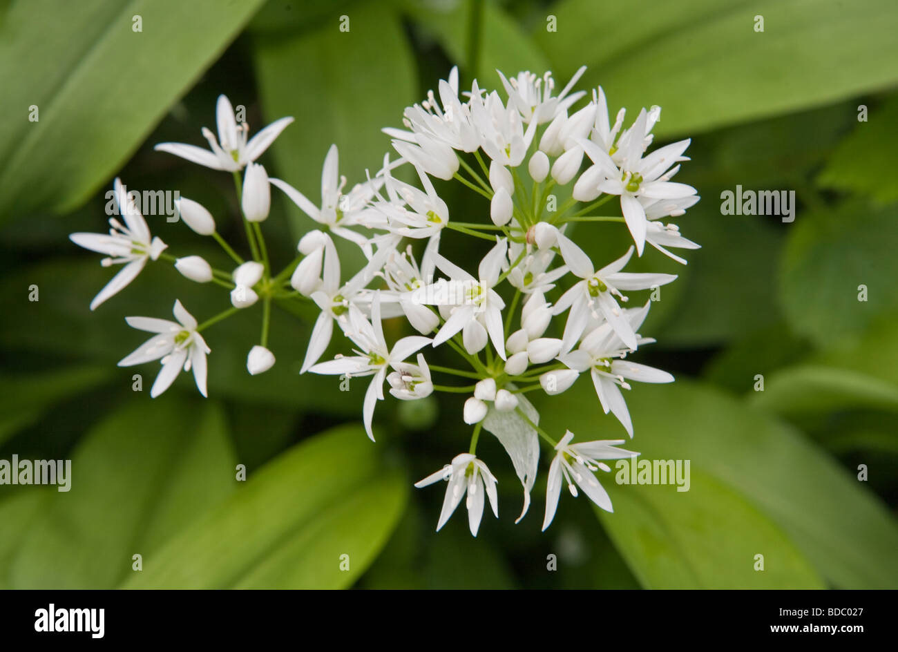 Wild garlic Ramsons Allium Ursinum Dimminsdale woods Derbyshire Stock ...
