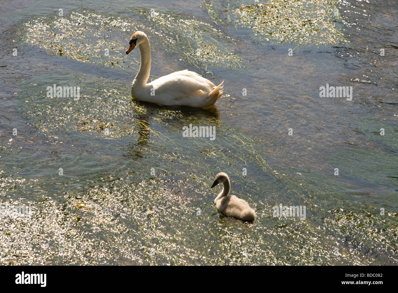 Swan and cygnet along river Tas, Norfolk, UK Stock Photo - Alamy