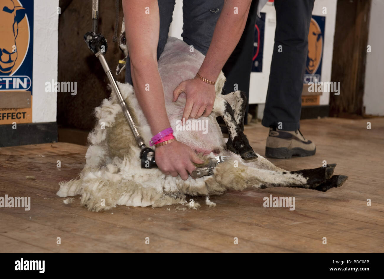 Sheep shearing competition hi-res stock photography and images - Alamy