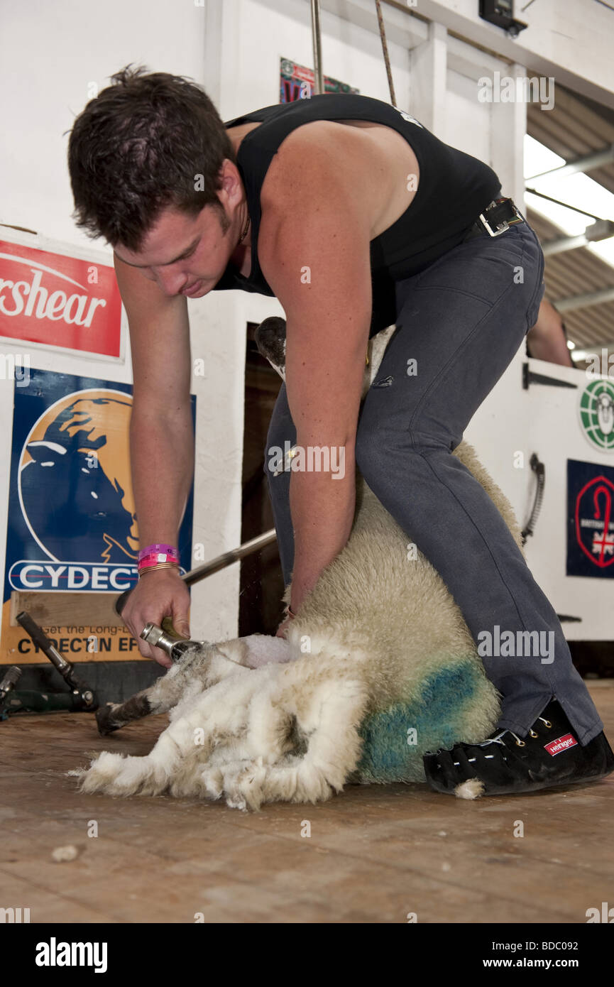 Sheep in fleece hi-res stock photography and images - Alamy