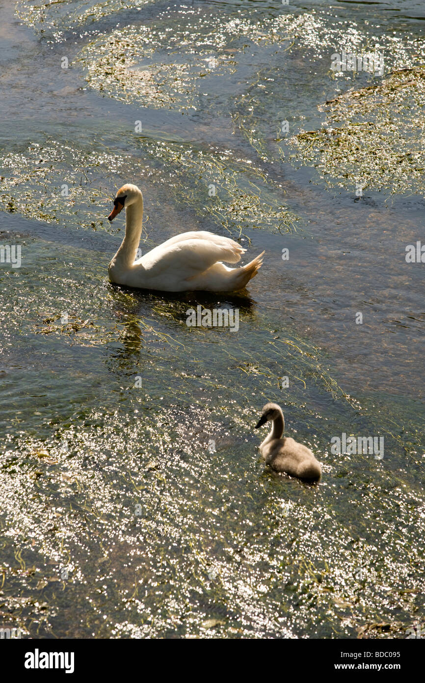 Swan and cygnet along river Tas, Norfolk, UK Stock Photo - Alamy
