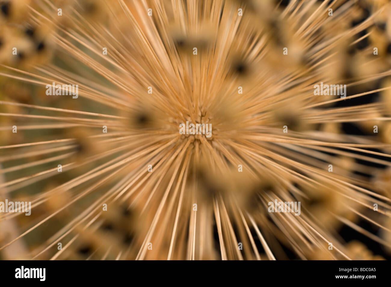 Dried allium flower hi-res stock photography and images - Alamy