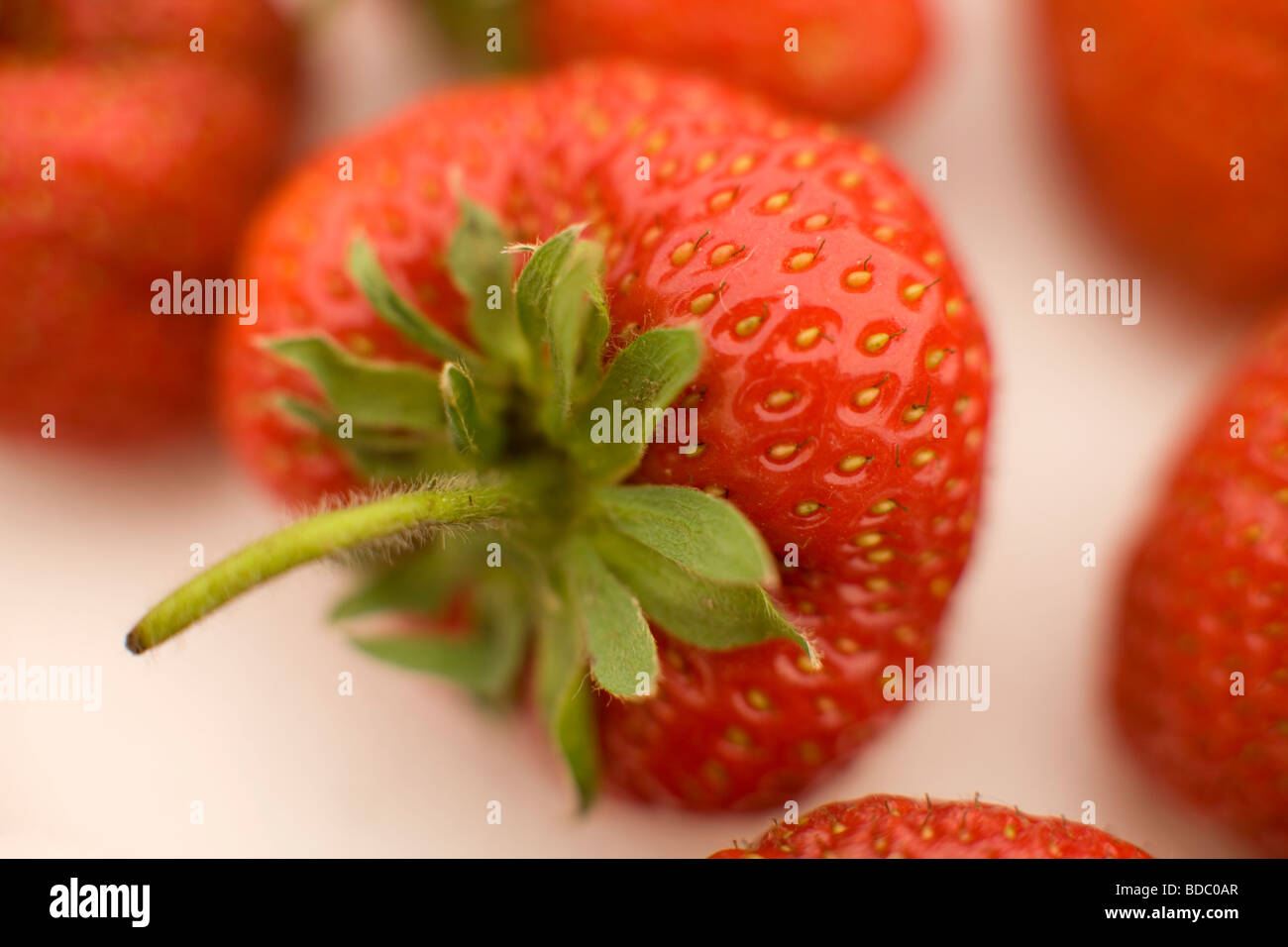Fragaria rosaceae hi-res stock photography and images - Alamy