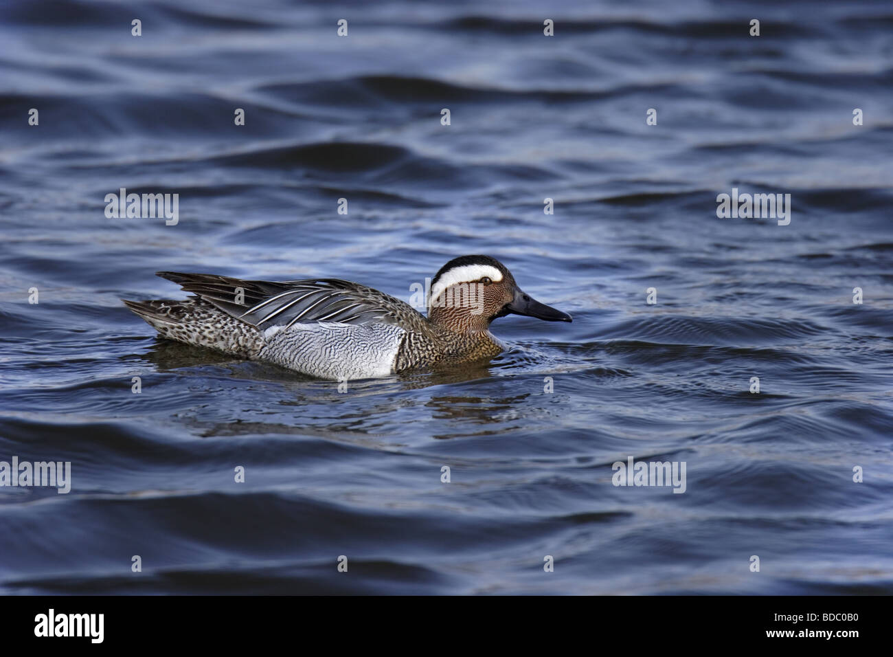 knäkente (Anas querquedula) Garganey drake Stock Photo - Alamy