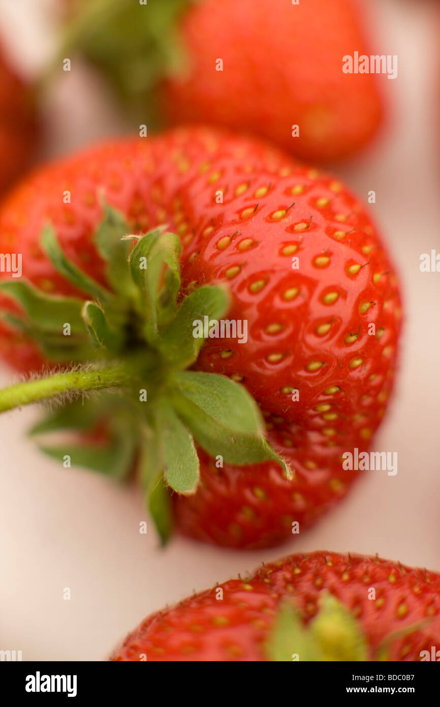 Fragaria rosaceae hi-res stock photography and images - Alamy