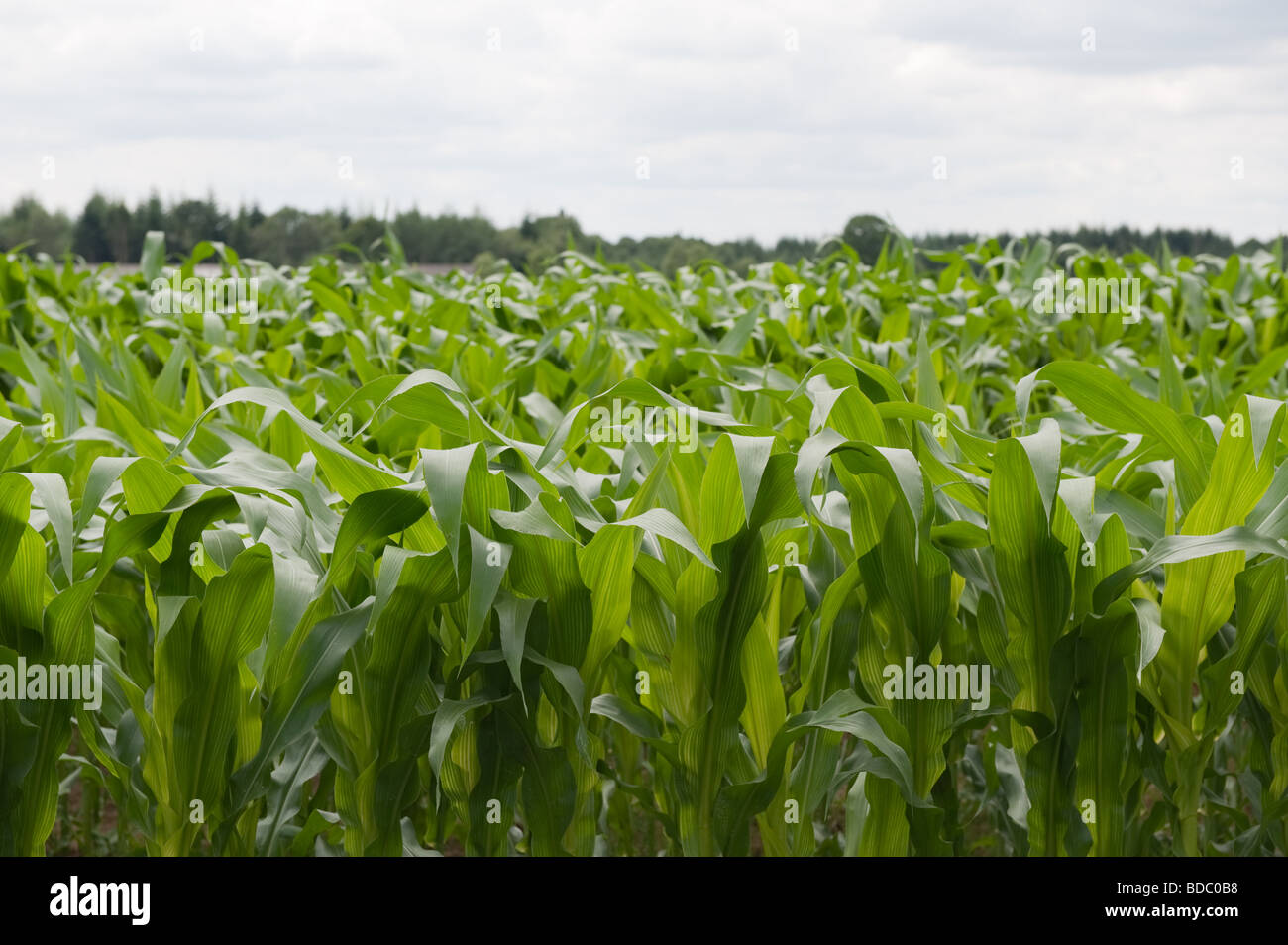 Corn field in normandy hi-res stock photography and images - Alamy
