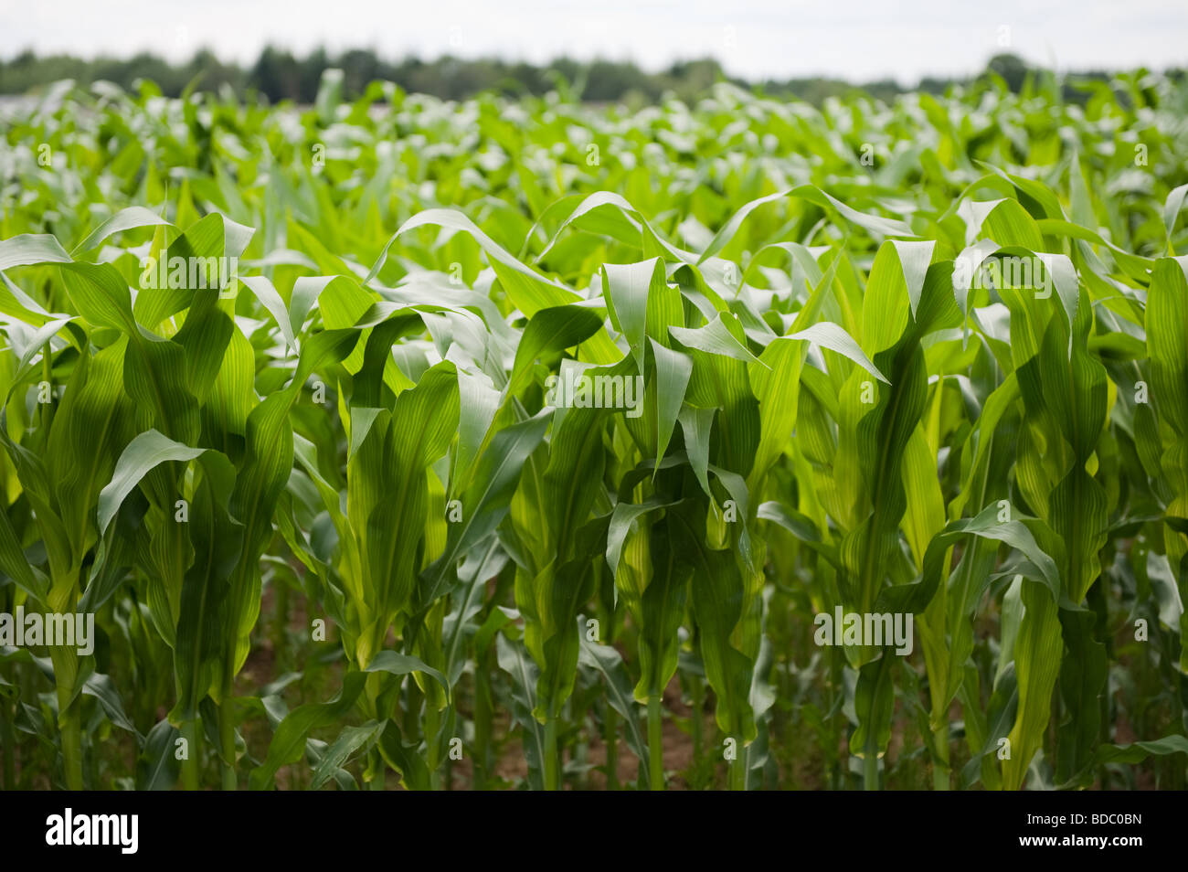 Corn field in normandy hi-res stock photography and images - Alamy