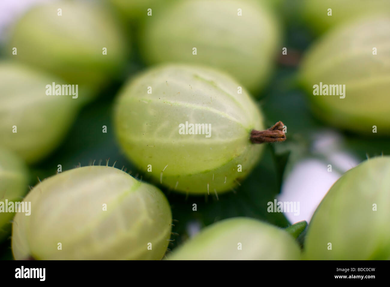 Close-up of Gooseberries in Garden Show Stock Photo - Alamy
