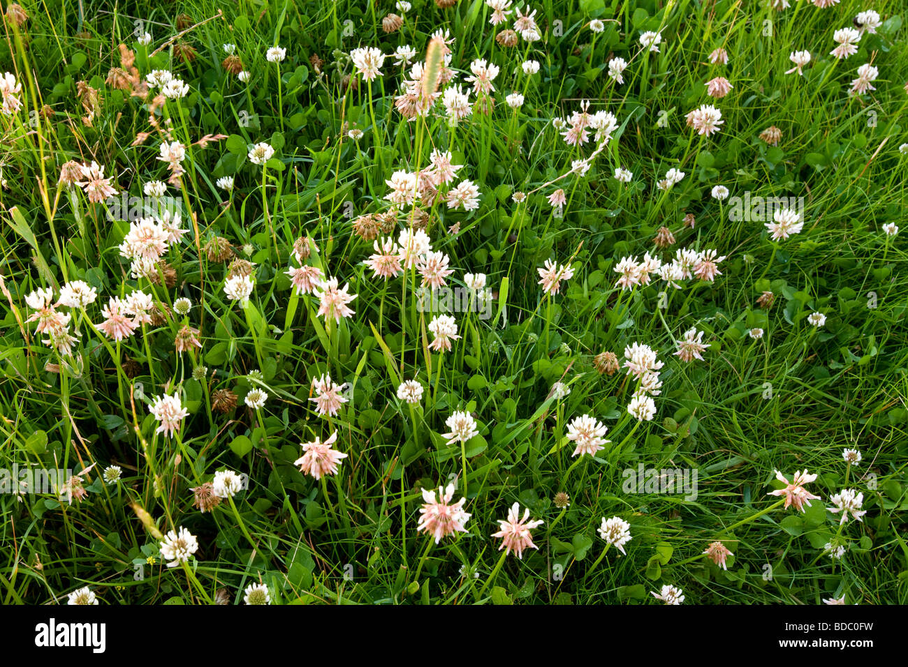 White Clover Trifolium repens Stock Photo - Alamy
