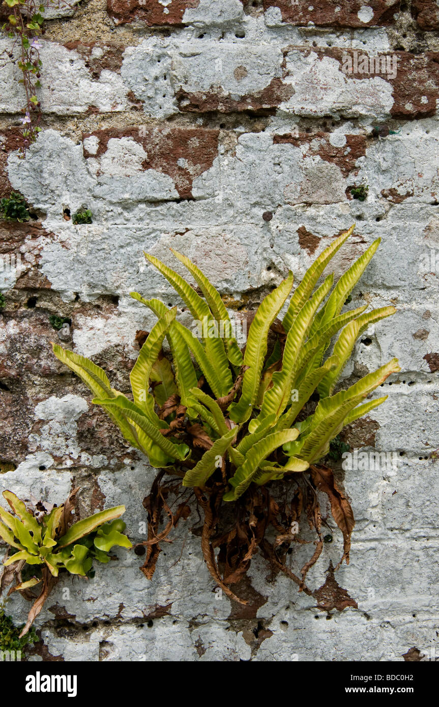 Roger fiennes hi-res stock photography and images - Alamy