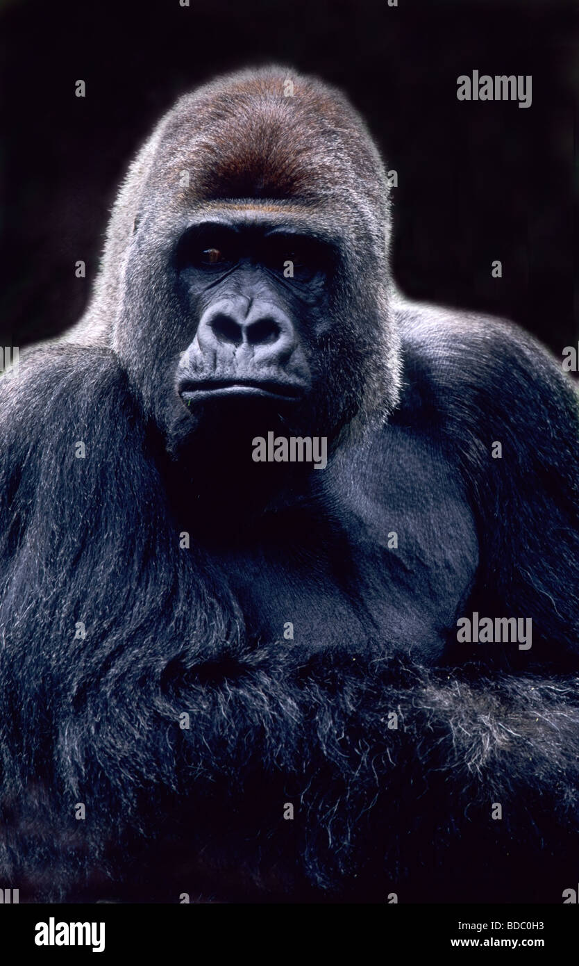 Western Lowland Silverback Gorilla High Resolution Stock Photography ...