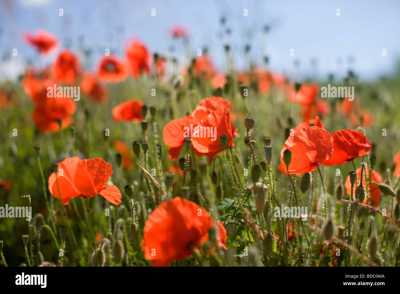 Common Poppies Papaver rhoeas Stock Photo - Alamy