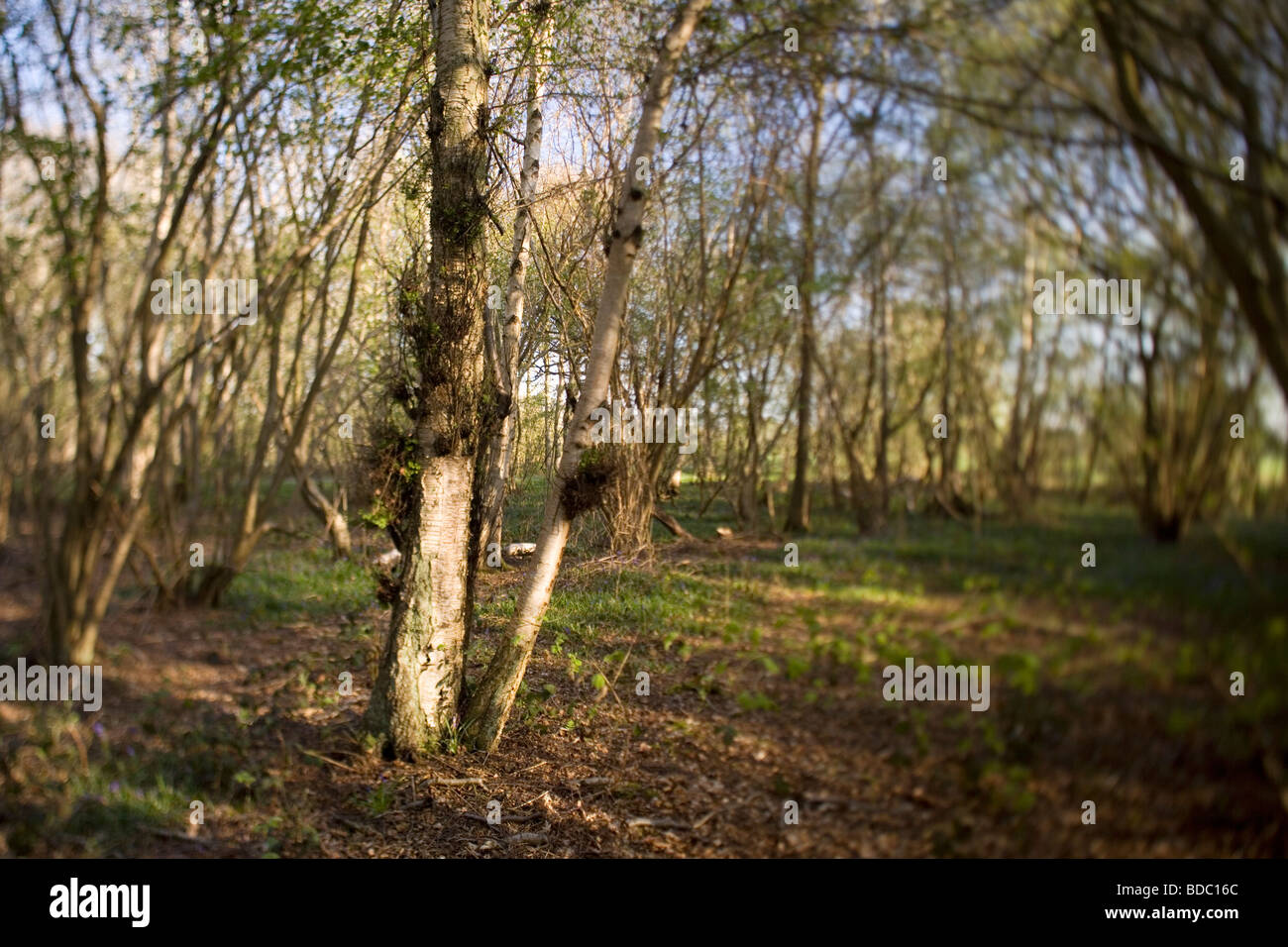 Foxley, norfolk hi-res stock photography and images - Alamy