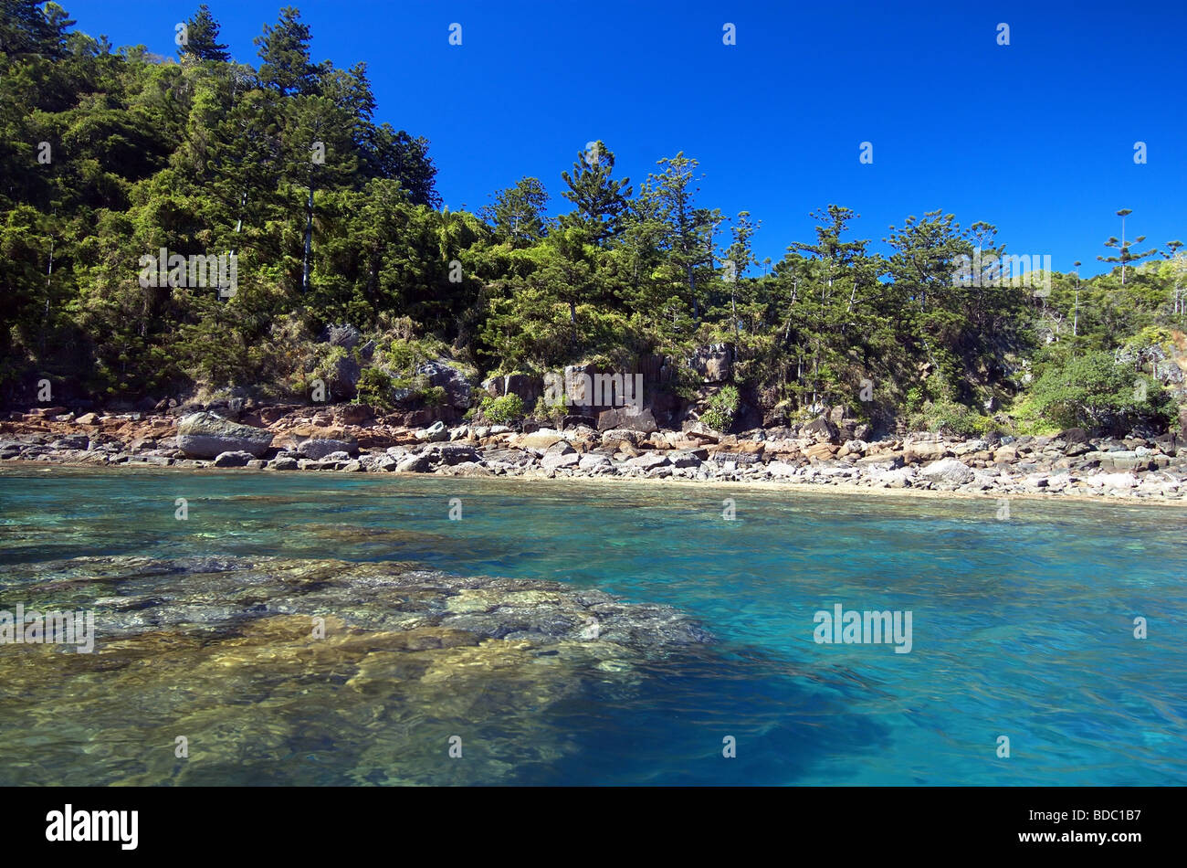 Fringing coral reefs and hoop pine forest of Dumbell Island Whitsunday ...